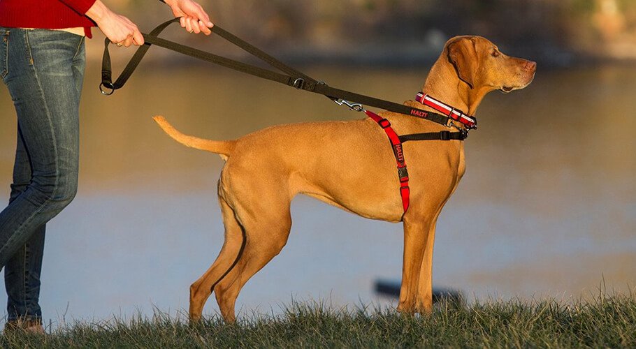 Types of Dog Harnesses: A Complete Guide | Harness Hub